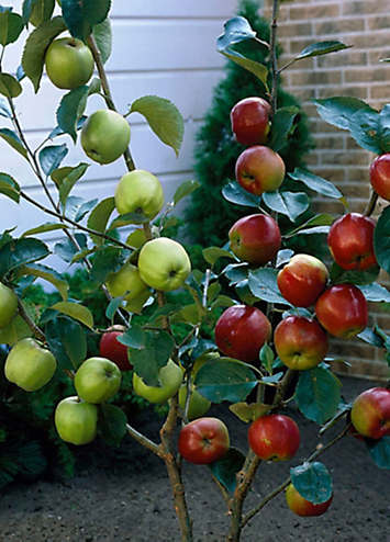 Duo Fruit Apple Tree Bare Root by You Garden | Look Again