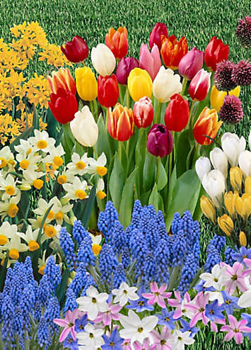 Set of 300 Spring Bulb Collection by You Garden | Look Again
