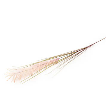 Set of 5 Cream Single Wild Grass by Candlelight | Look Again