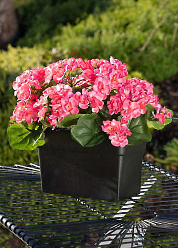 UV Geranium Trough by Scottish Everlastings Ltd | Look Again