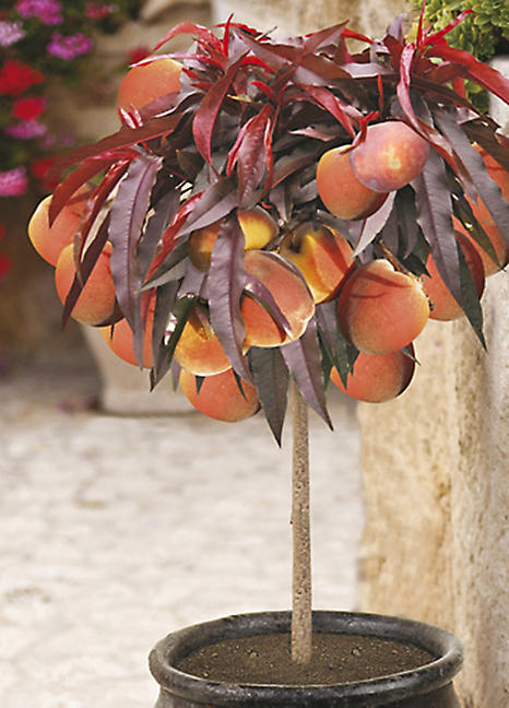 Compact Red-Leaved Peach Tree | Look Again