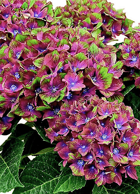 Pair Of Hydrangea ’Glam Rock’ Plants | Look Again