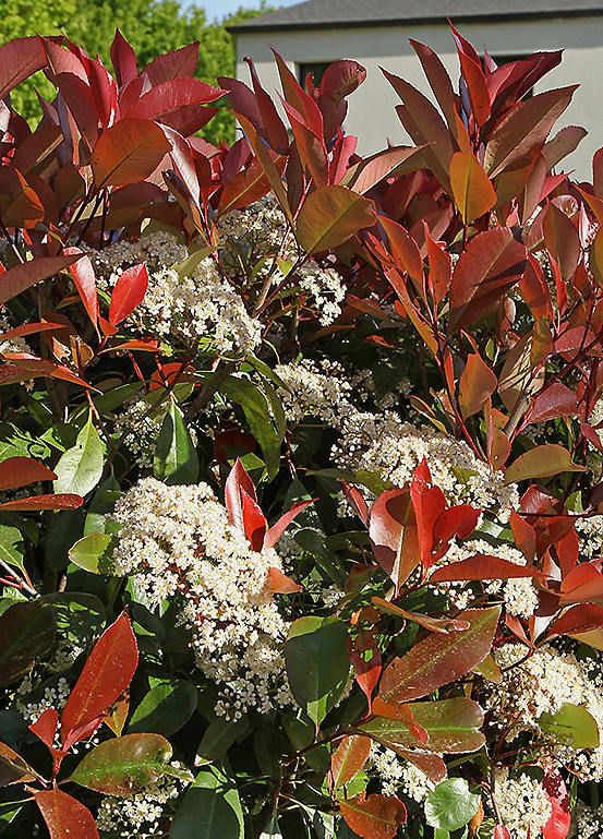 Little Red Robin 2L Pot by Photinia | Look Again