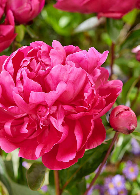 Peony Red Sarah Bernhardt Bare Root x 1 by You Garden | Look Again